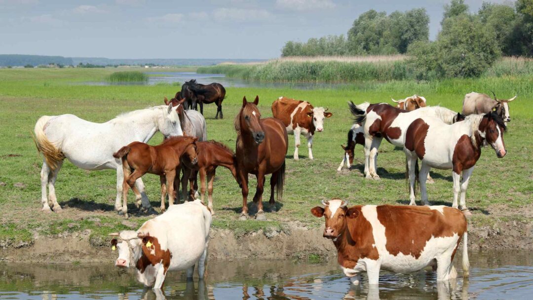 145 Fun Facts About Animals That Will Fascinate