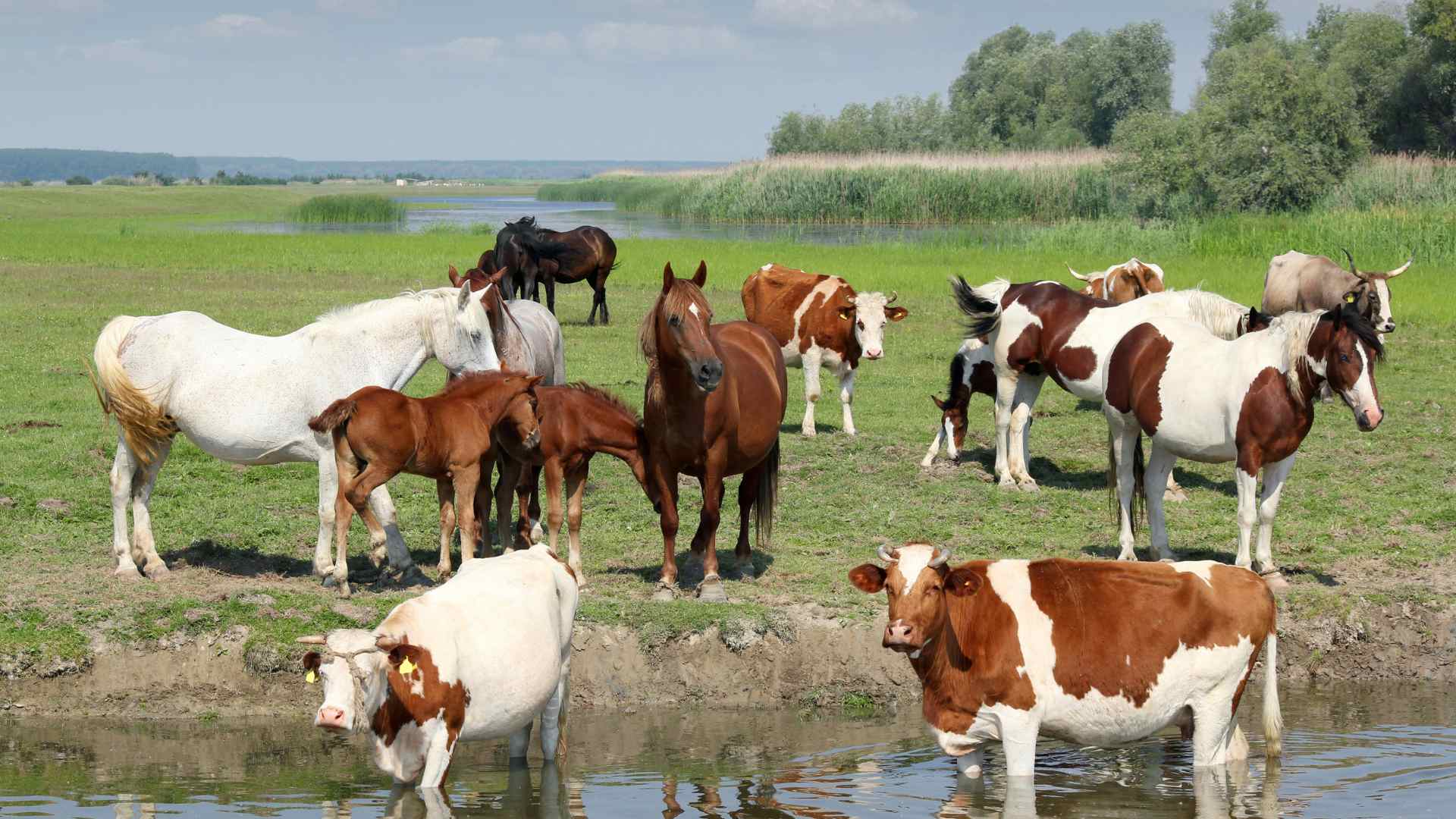 145 Fun Facts About Animals That Will Fascinate