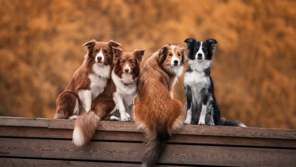 145 Fun Facts About Dogs That Will Make You Bark