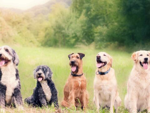 145 Fun Facts About Animals That Will Fascinate