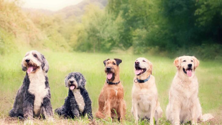 145 Fun Facts About Dogs That Will Make You Bark