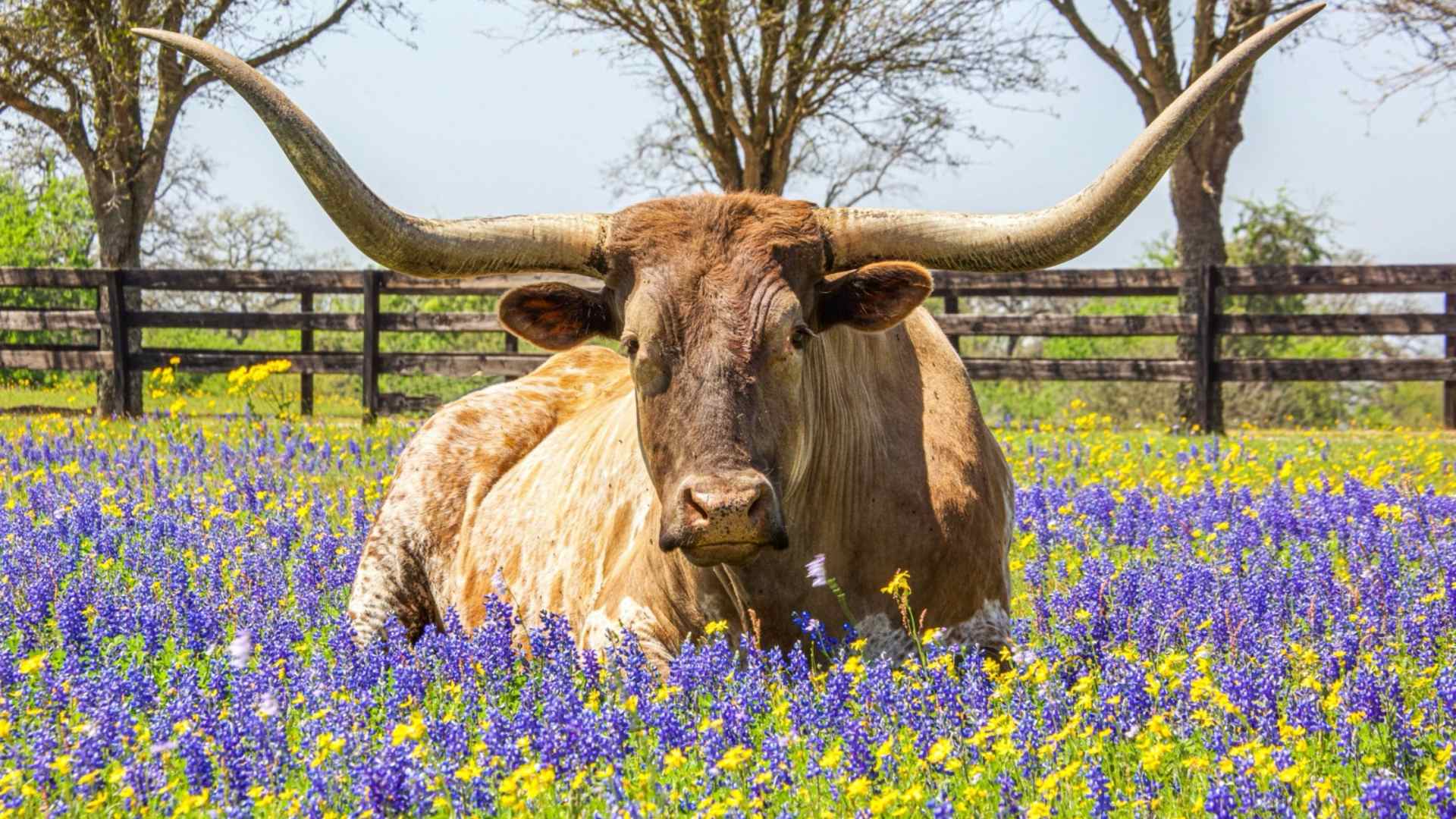 145 Fun Facts About Texas That Will Shock You!