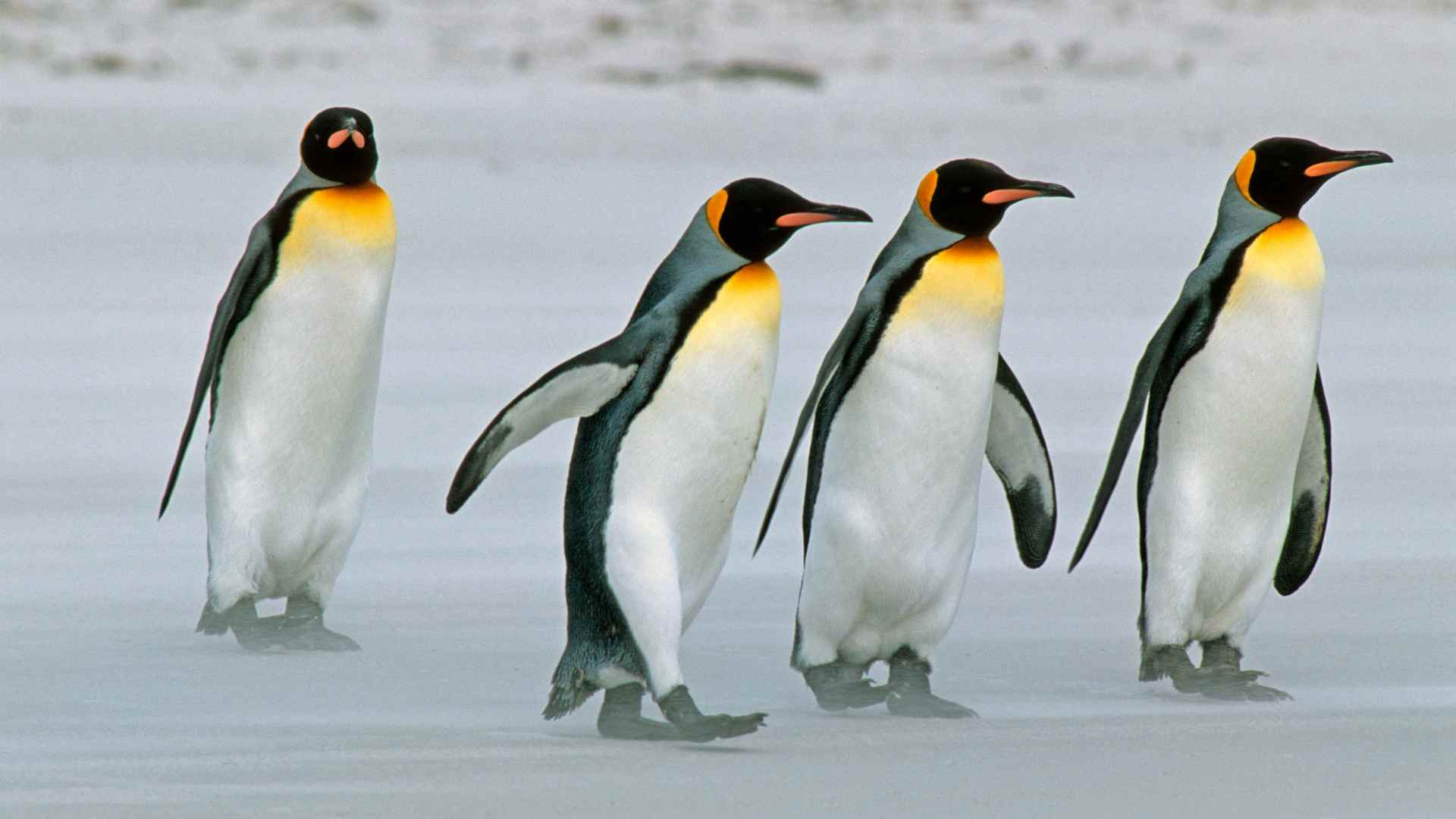 145 Fun Facts About Penguins That Will Amaze