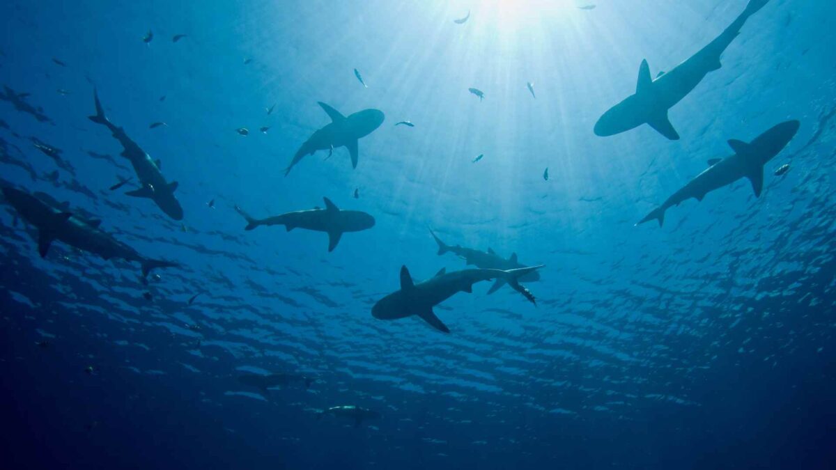 145 Fun Facts About Sharks That Will Blow Your Mind