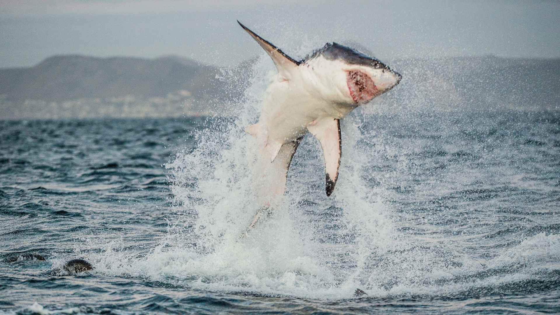145 Fun Facts About Sharks That Will Blow Your Mind