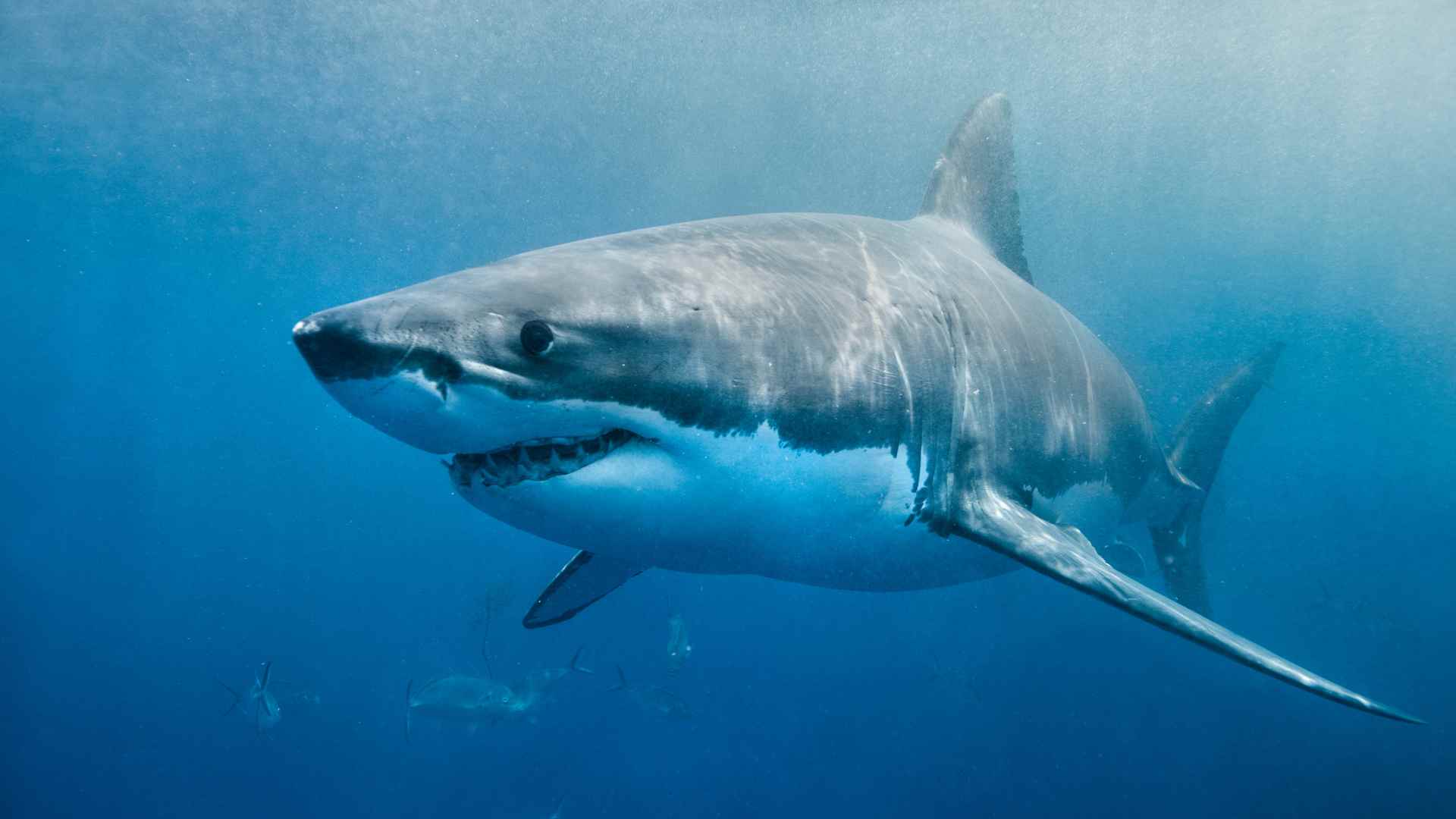 145 Fun Facts About Sharks That Will Blow Your Mind
