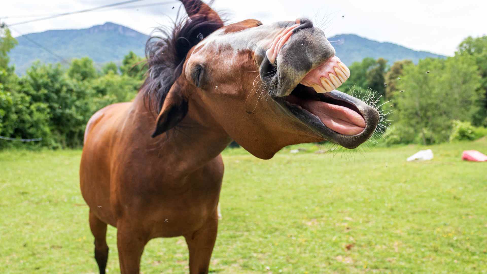 145 Funny Fun Facts That Will Make You Laugh