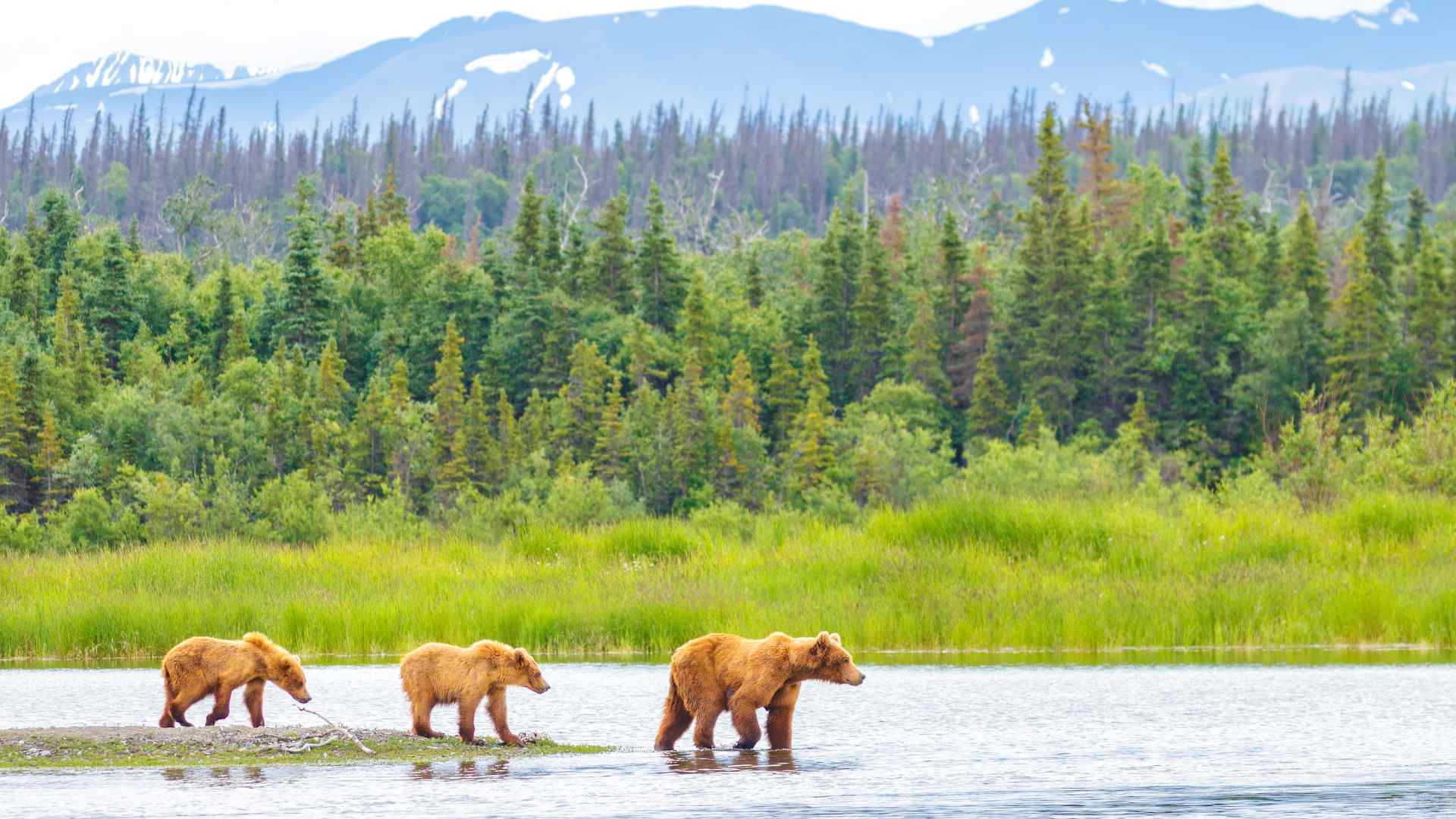 145 Fun Facts About Alaska That Will Leave You Amazed
