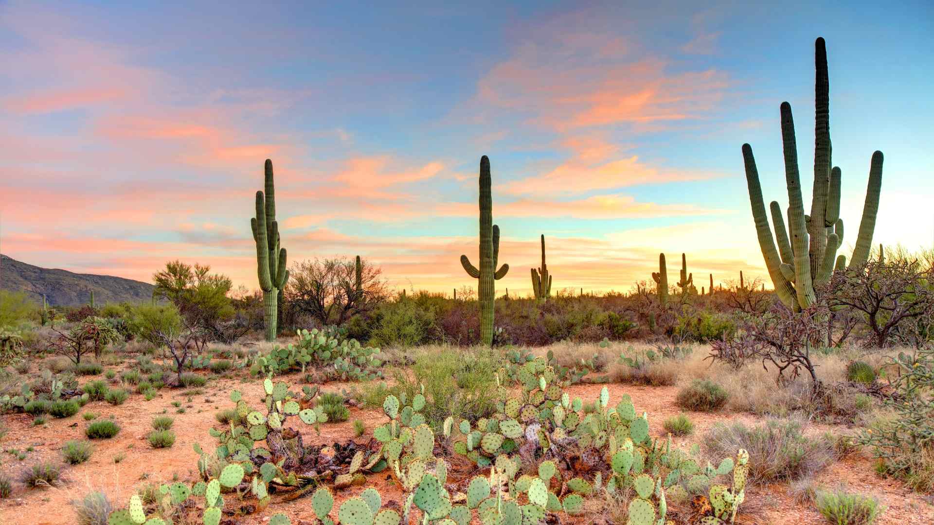 145 Fun Facts About Arizona That Will Amaze!
