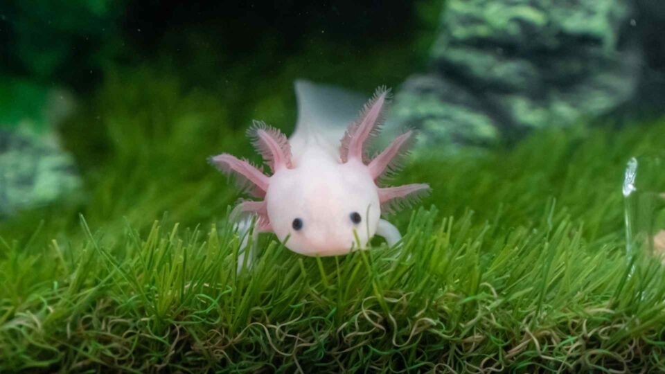 145 Fun Facts About Axolotls That Will Blow Your Mind