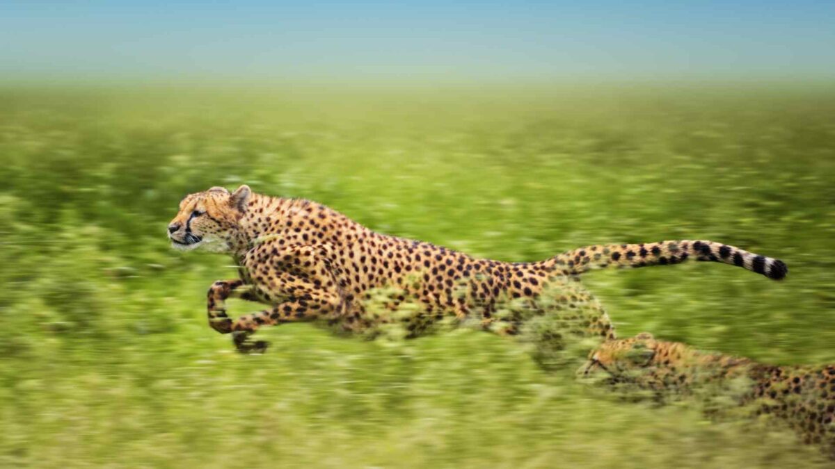 145 Fun Facts About Cheetahs That Will Blow Your Mind