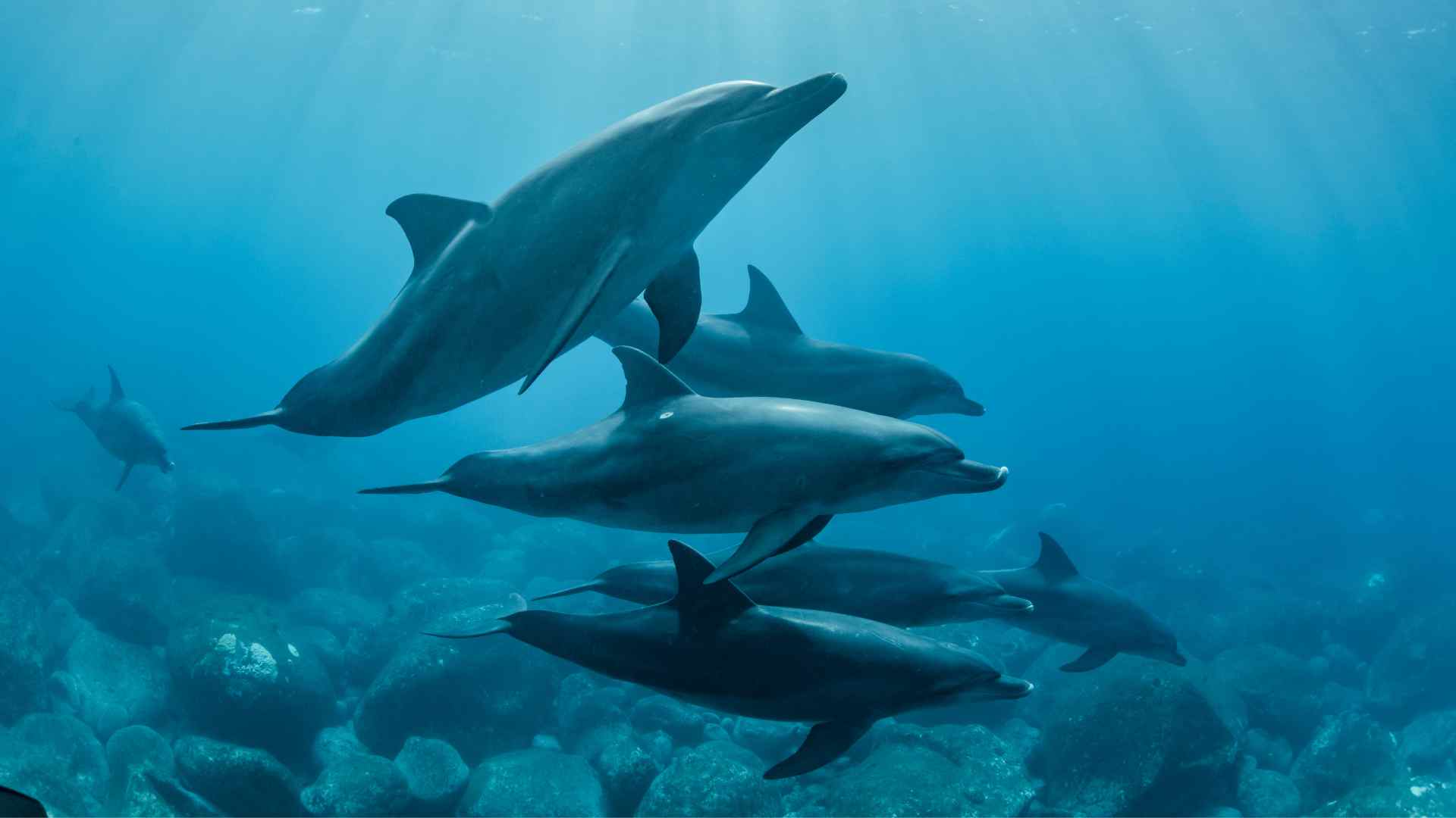 145 Fun Facts About Dolphins That Will Amaze