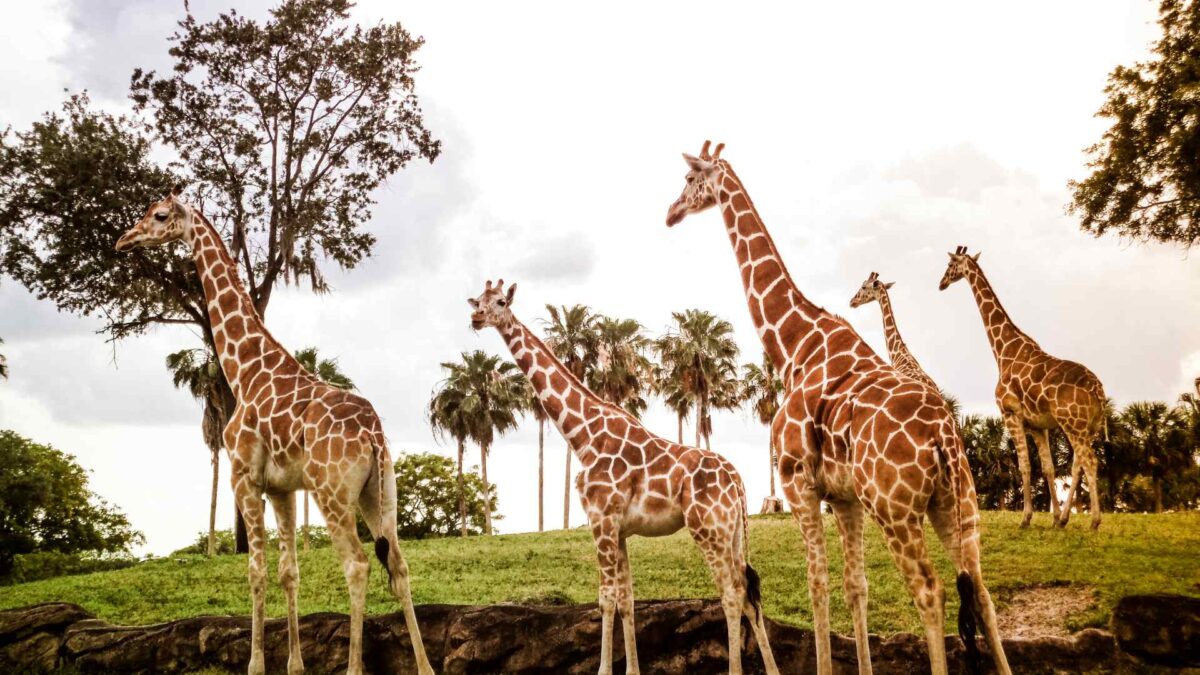 145 Fun Facts About Giraffes That Will Amaze!