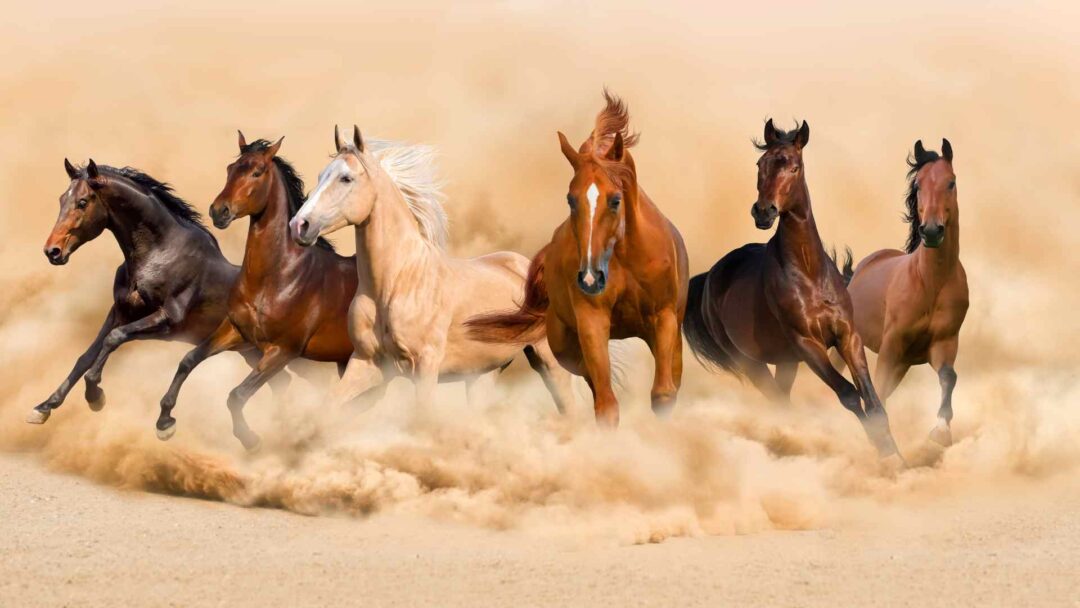 145 Fun Facts About Horses That Will Astonish