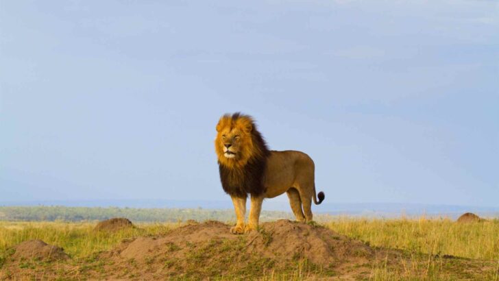 145 Fun Facts About Lions That Will Amaze