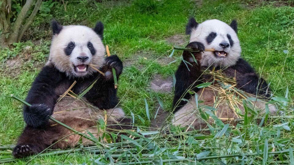 145 Fun Facts About Pandas That Will Amaze!