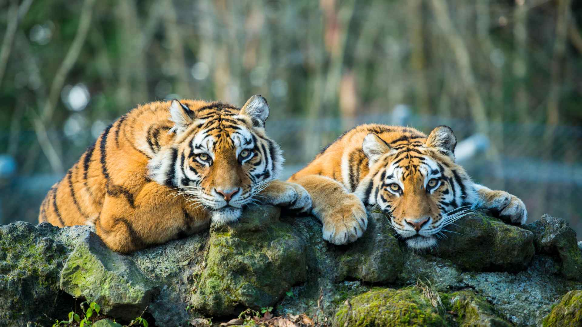 145 Fun Facts About Tigers That Will Blow Your Mind