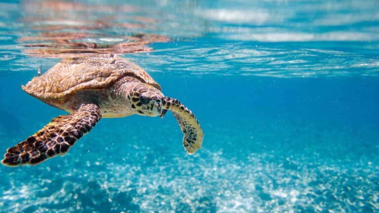 145 Fun Facts About Turtles That Will Fascinate!