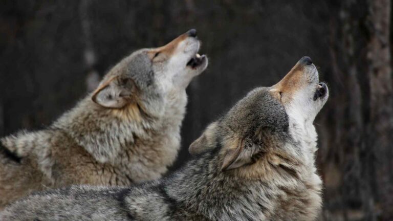 145 Fun Facts About Wolves That Will Amaze!