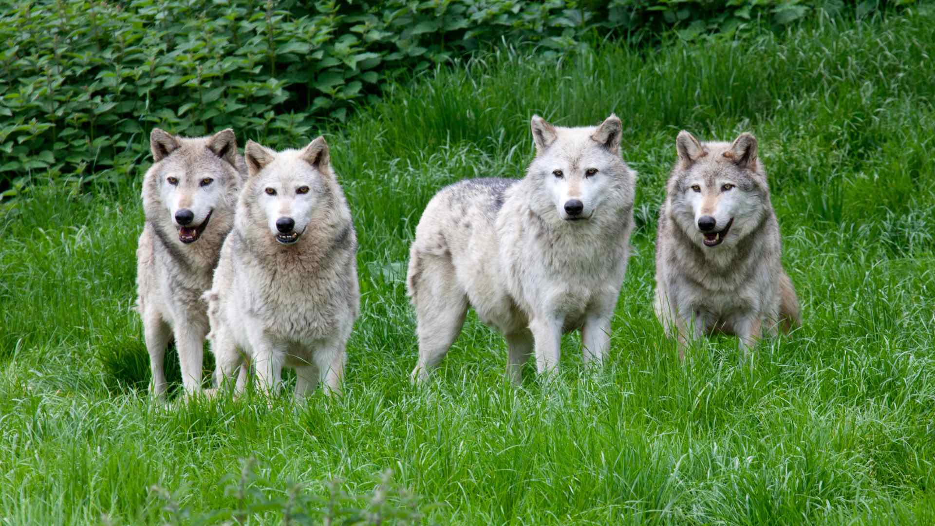 145 Fun Facts About Wolves That Will Amaze!