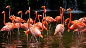 145 Fun Facts About Flamingos That Will Amaze