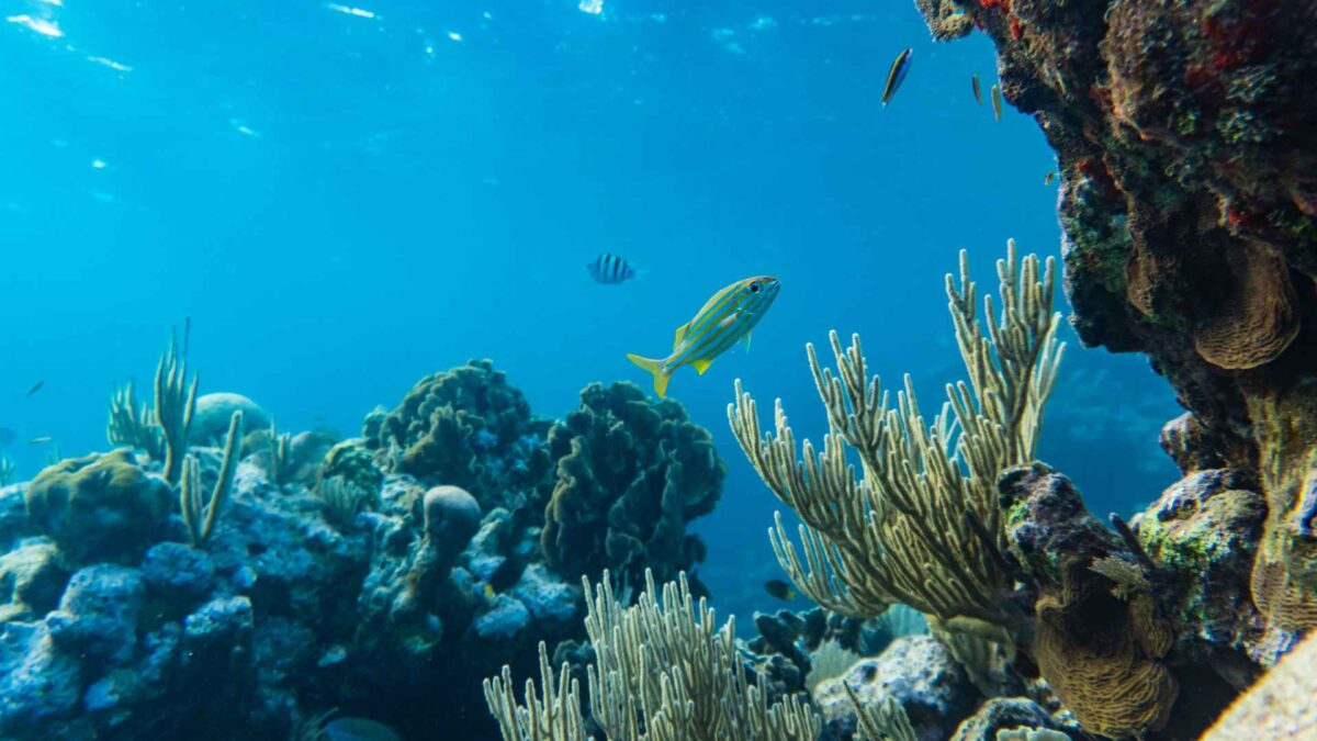 145 Fun Facts About the Ocean That Will Amaze