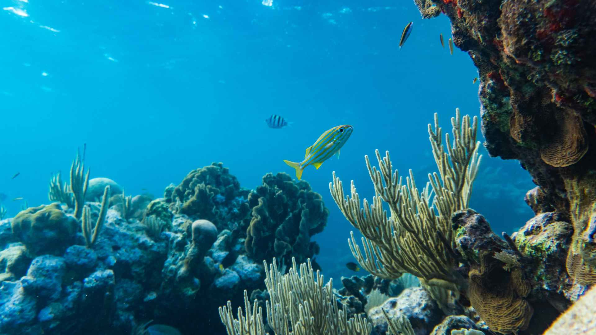 145 Fun Facts About the Ocean That Will Amaze