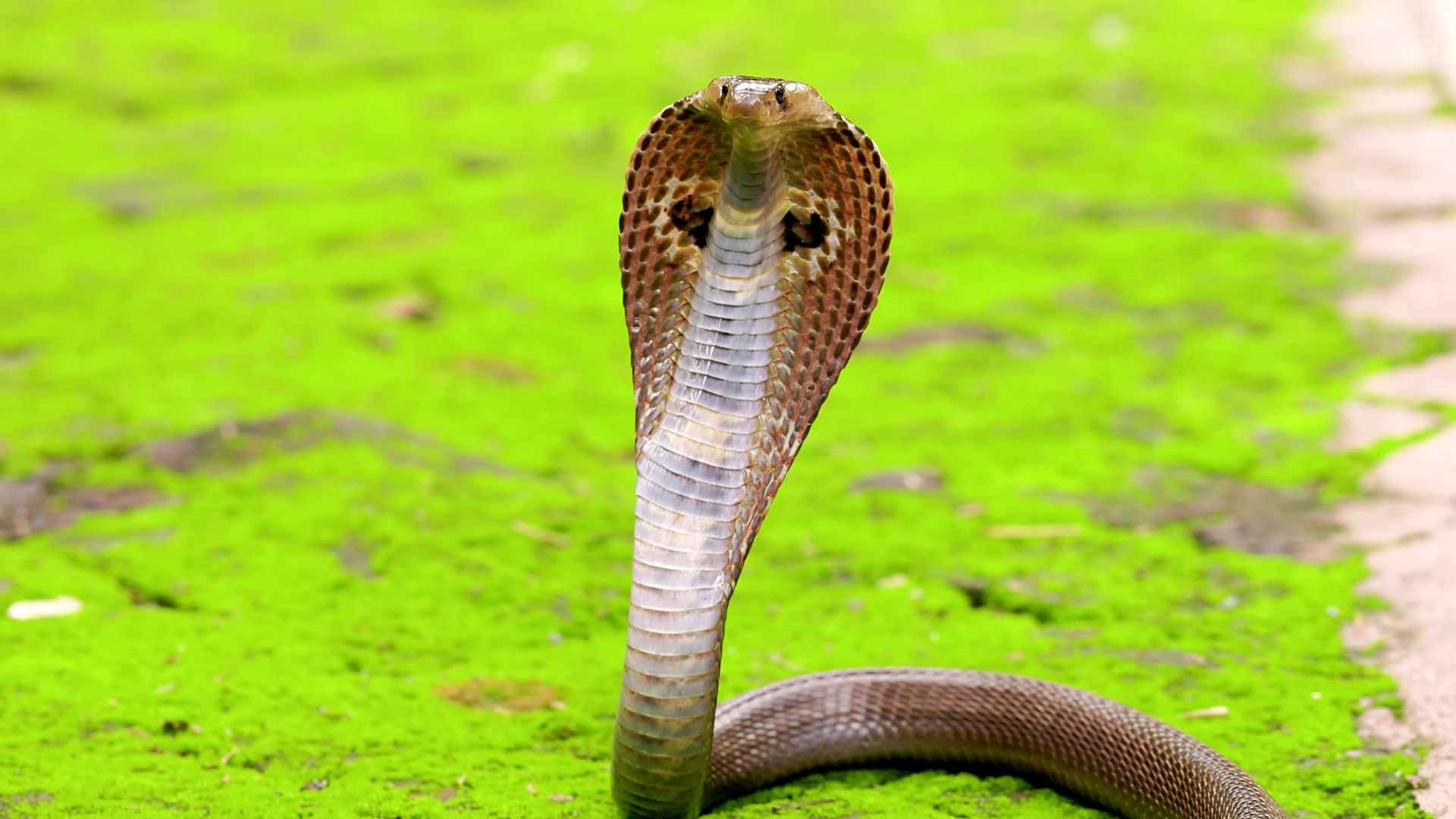 145 Fun Facts About Snakes That Surprise You