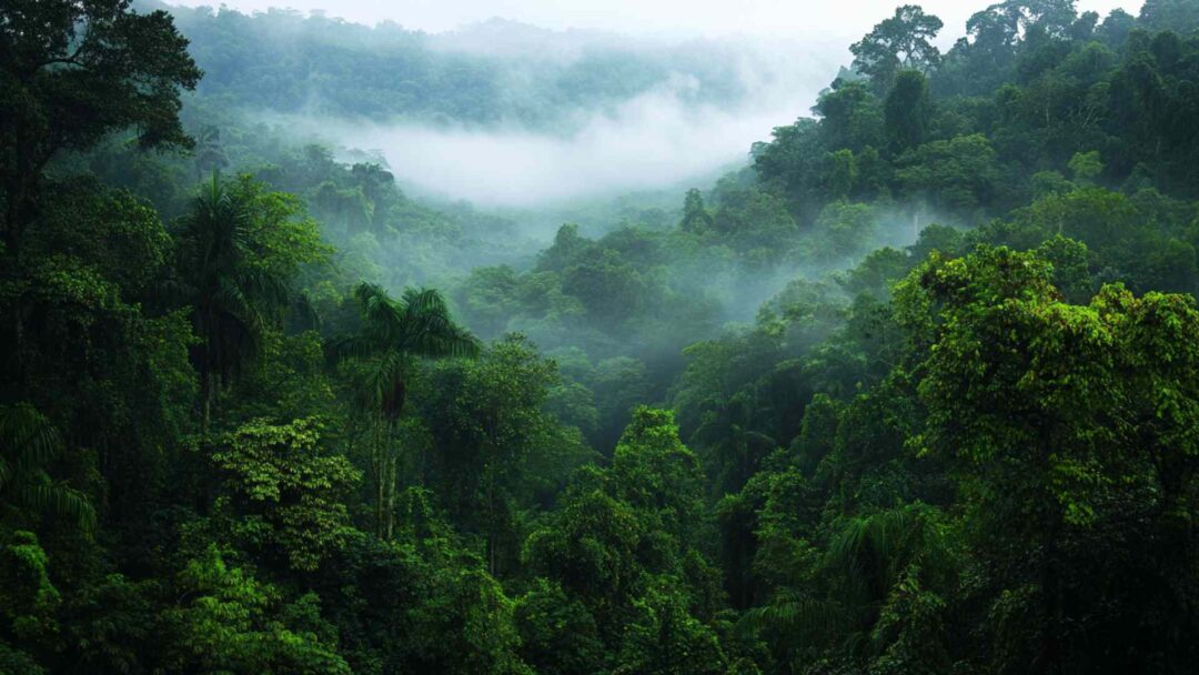 145 Fun Facts About Rainforests That Will Fascinate