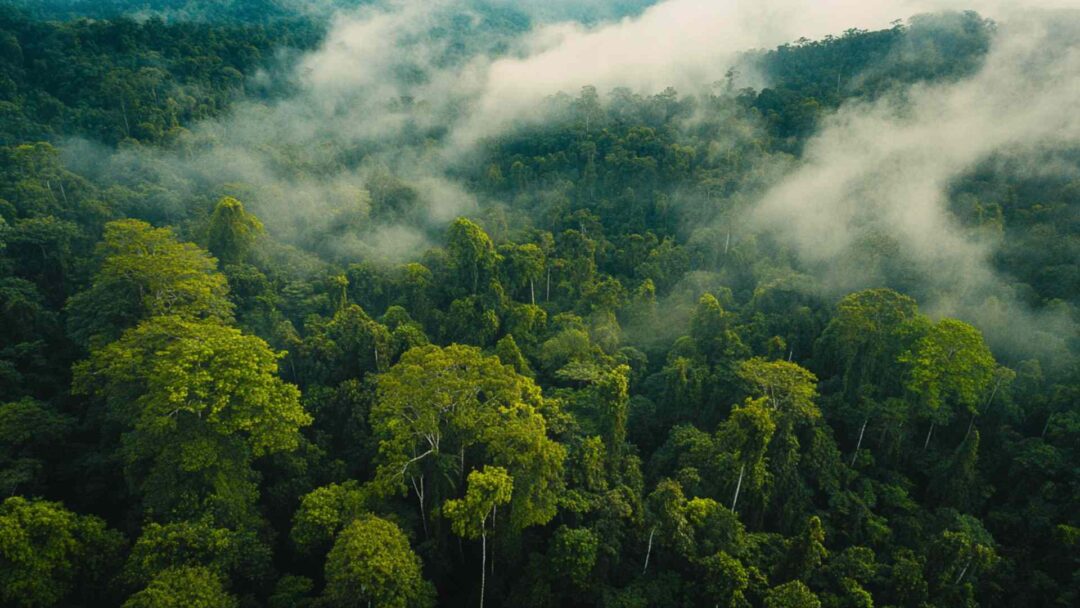 145 Fun Facts About Rainforests That Will Fascinate