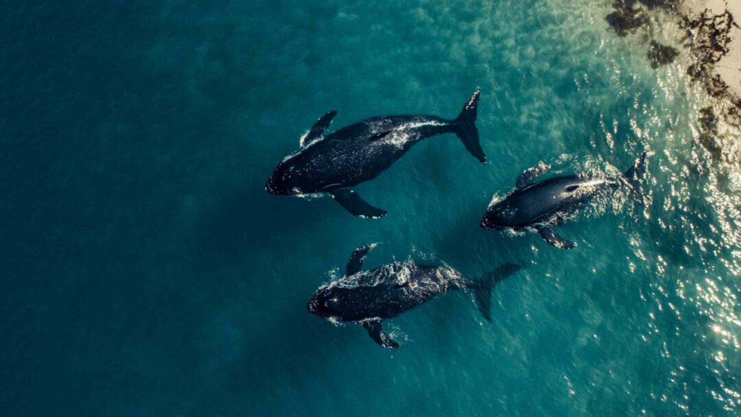 145 Fun Facts About Whales That Will Amaze