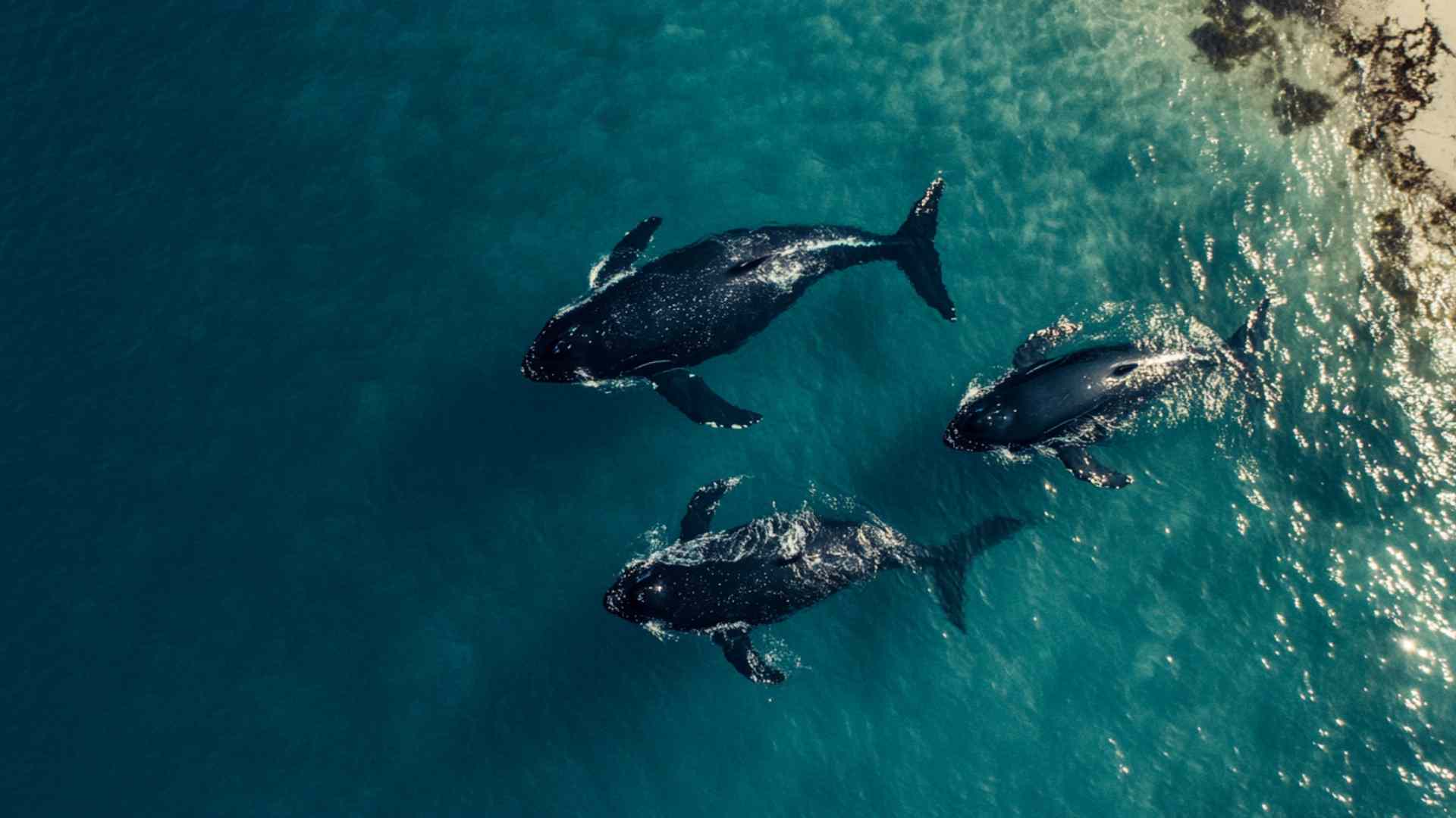 145 Fun Facts About Whales That Will Amaze